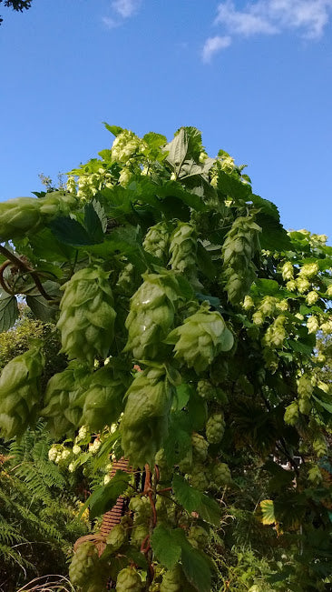 Bobek (Styrian Goldings) Whole 100g – waterintobeer